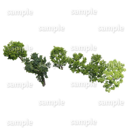 Bird_tree_56 – sozaiya.com