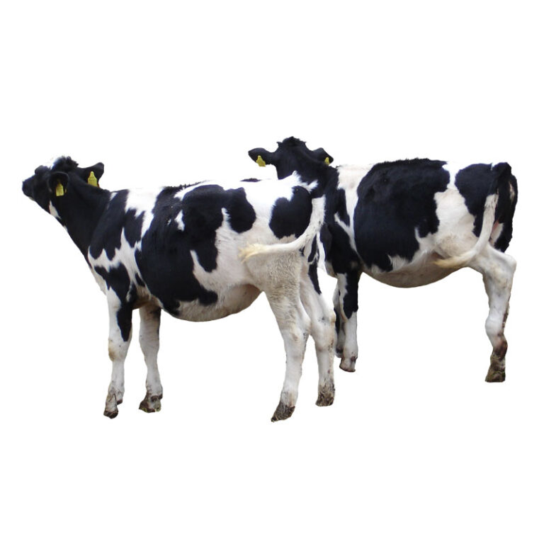 動物素材 – sozaiya.com