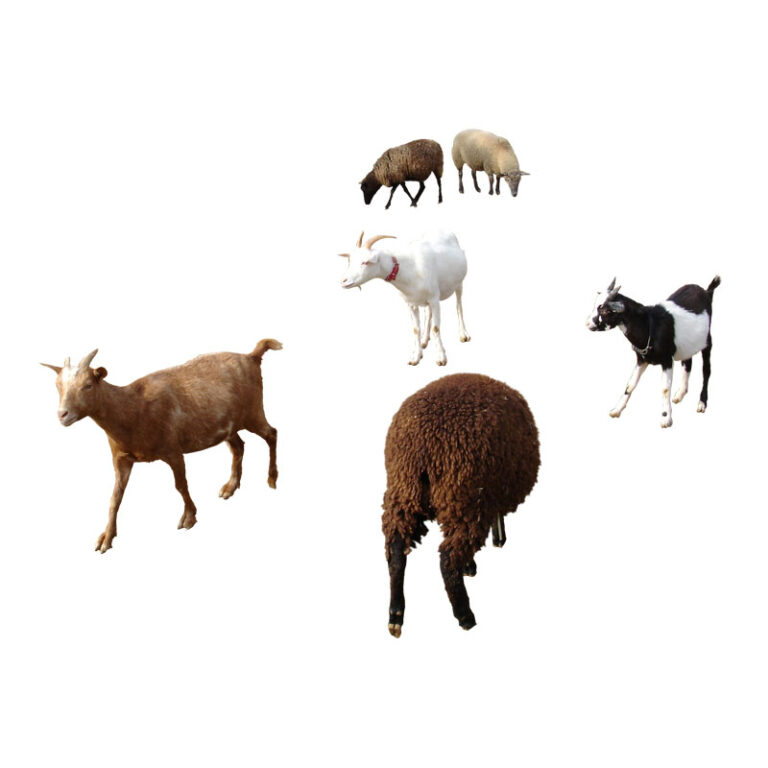 動物素材 – sozaiya.com