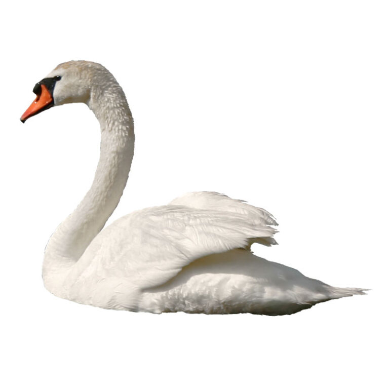 D1011 – sozaiya.com