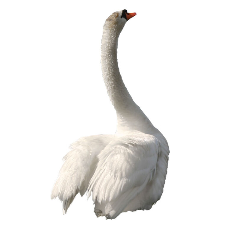 D1011 – sozaiya.com