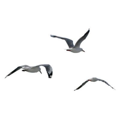 D1011 – sozaiya.com