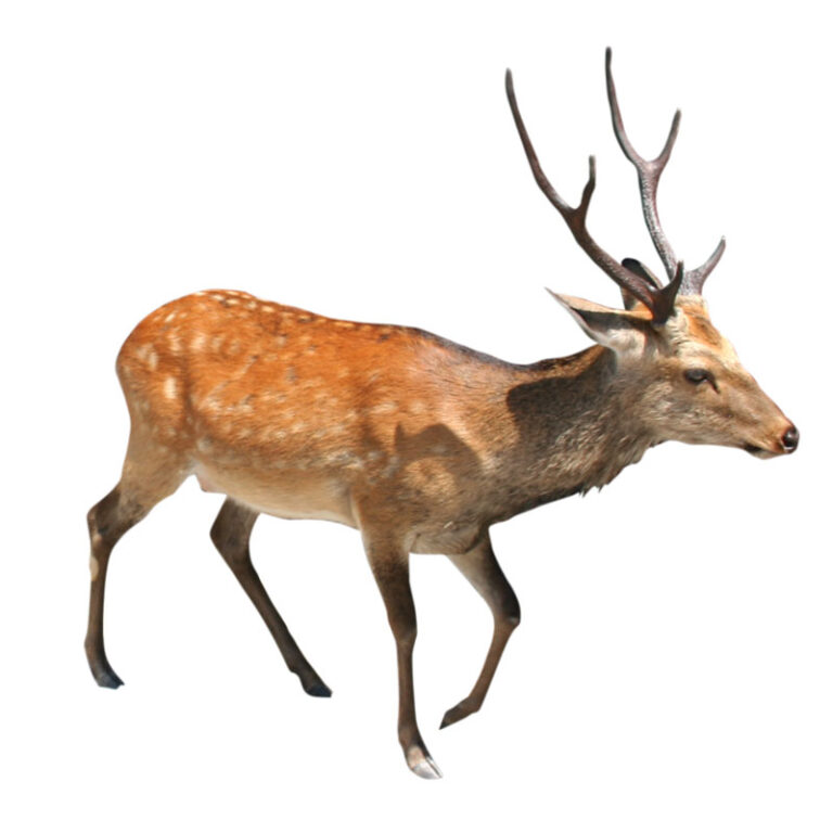 D1011 – sozaiya.com