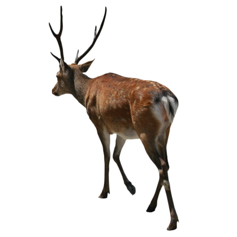 D1011 – sozaiya.com