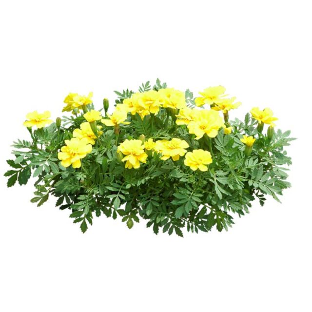 花素材 – sozaiya.com