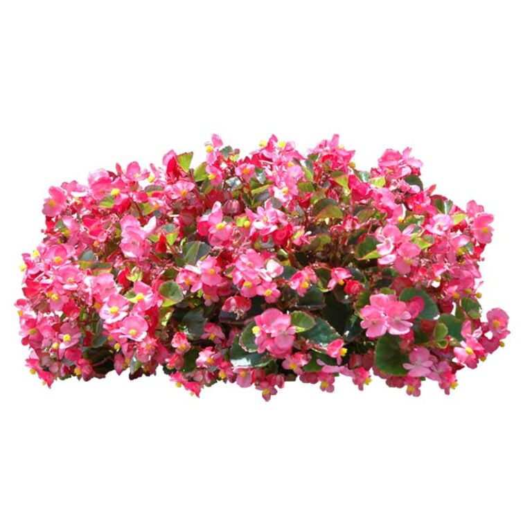 花素材 – sozaiya.com