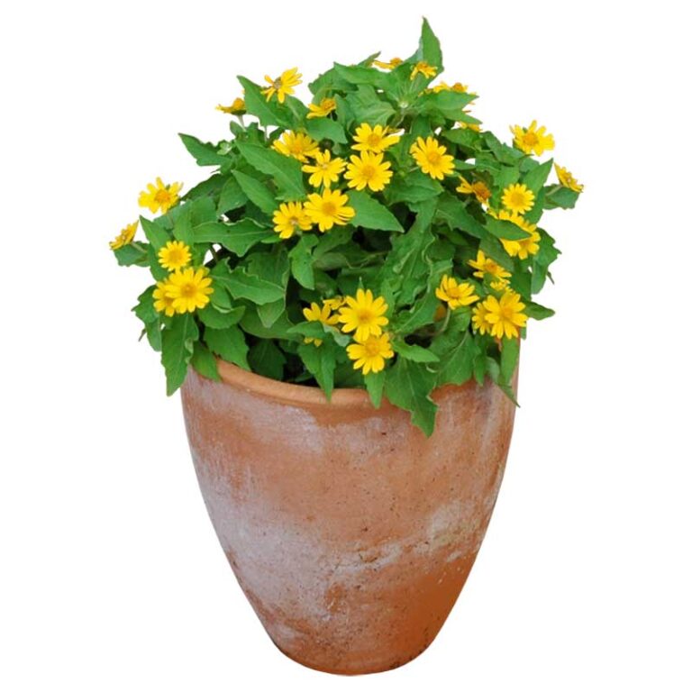 花素材 – sozaiya.com