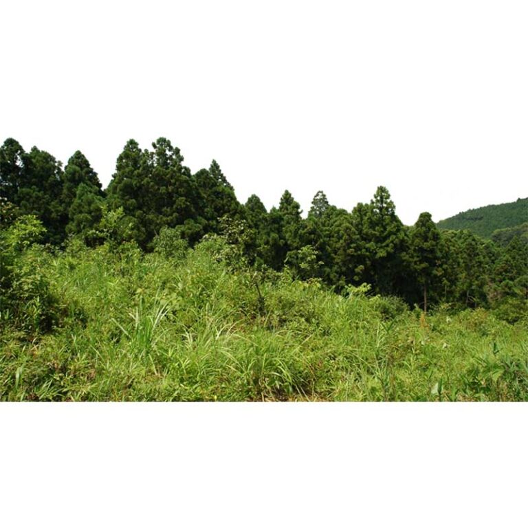 樹木片 – ページ 2 – sozaiya.com