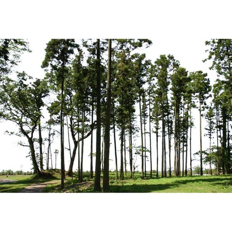 無料データ – ページ 2 – sozaiya.com