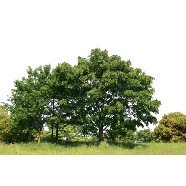 H1049 – sozaiya.com