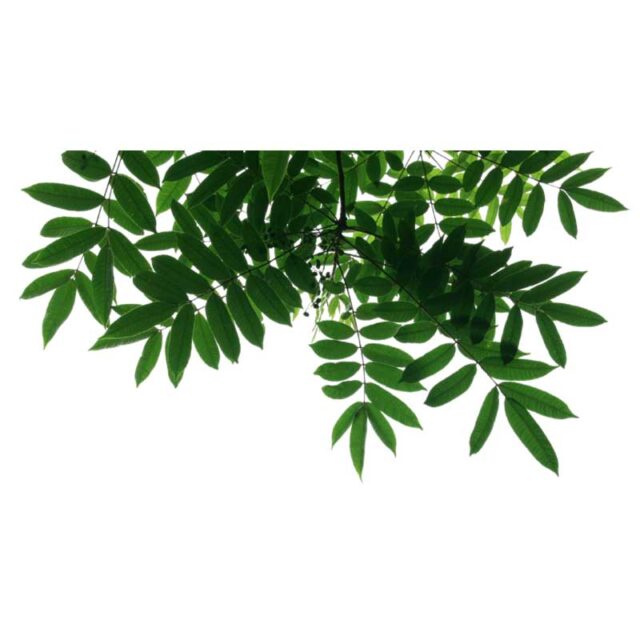 樹木片 – sozaiya.com