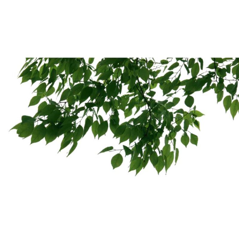 樹木片 – sozaiya.com