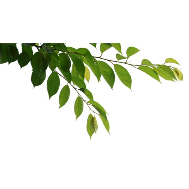 樹木片 – sozaiya.com