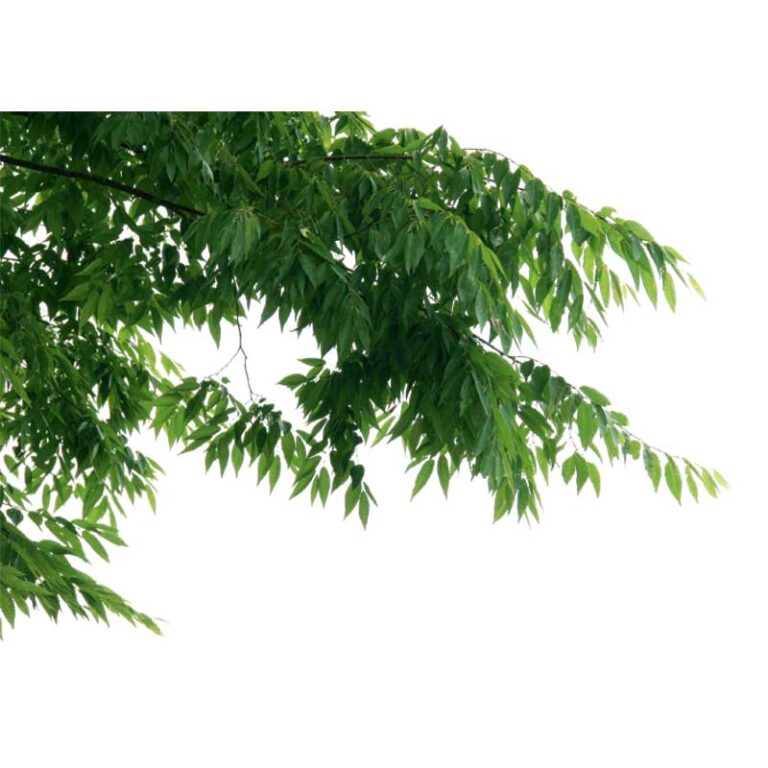 樹木片 – sozaiya.com