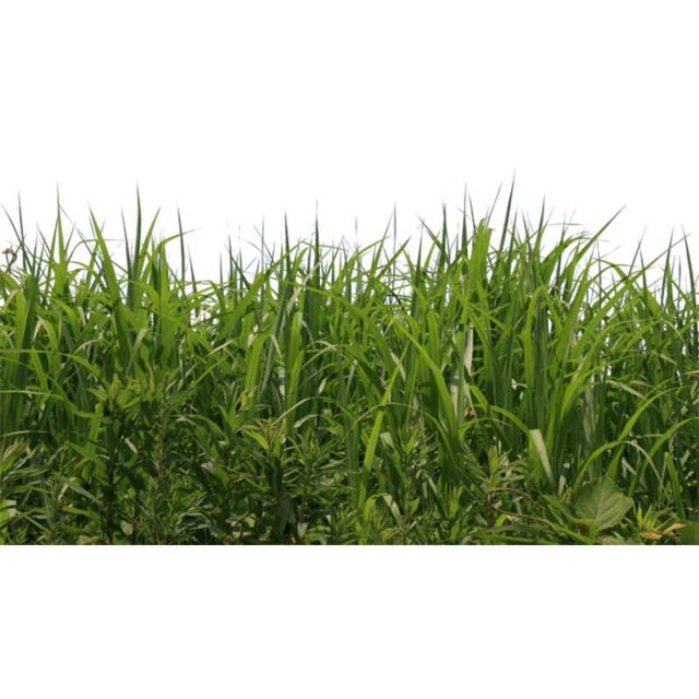 樹木片 – sozaiya.com