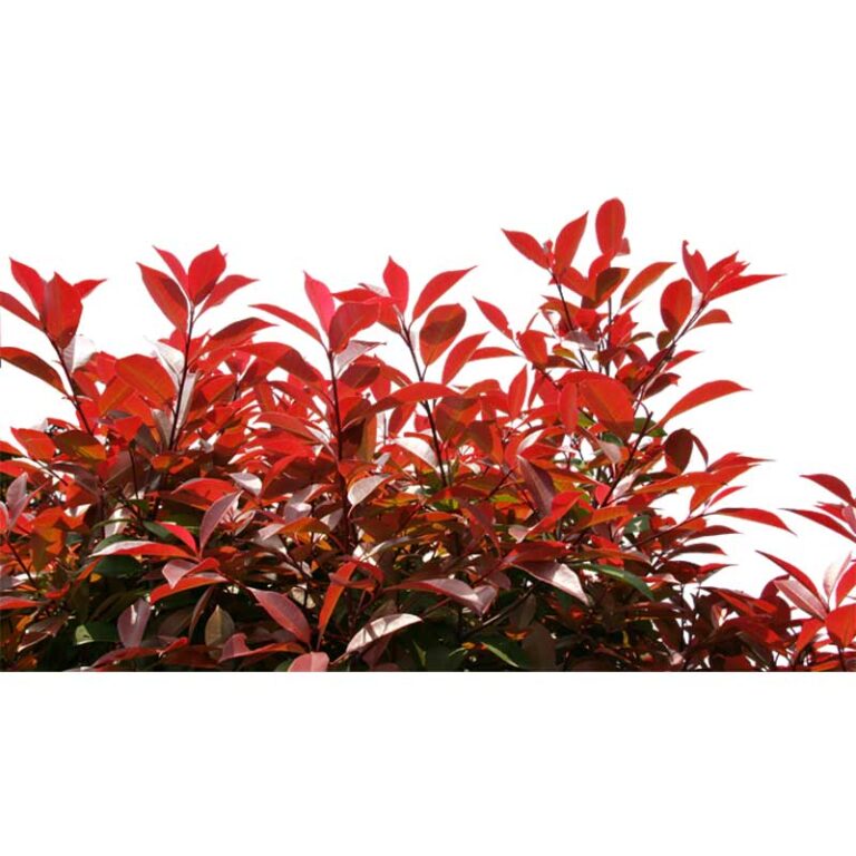 樹木片 – ページ 3 – sozaiya.com