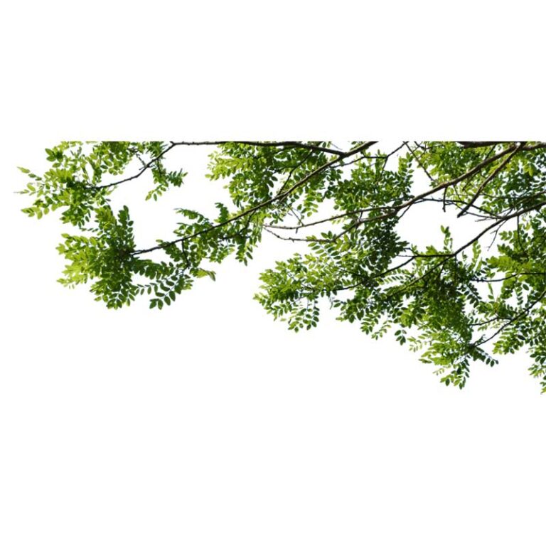 樹木片 – sozaiya.com