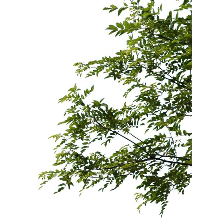 樹木片 – sozaiya.com