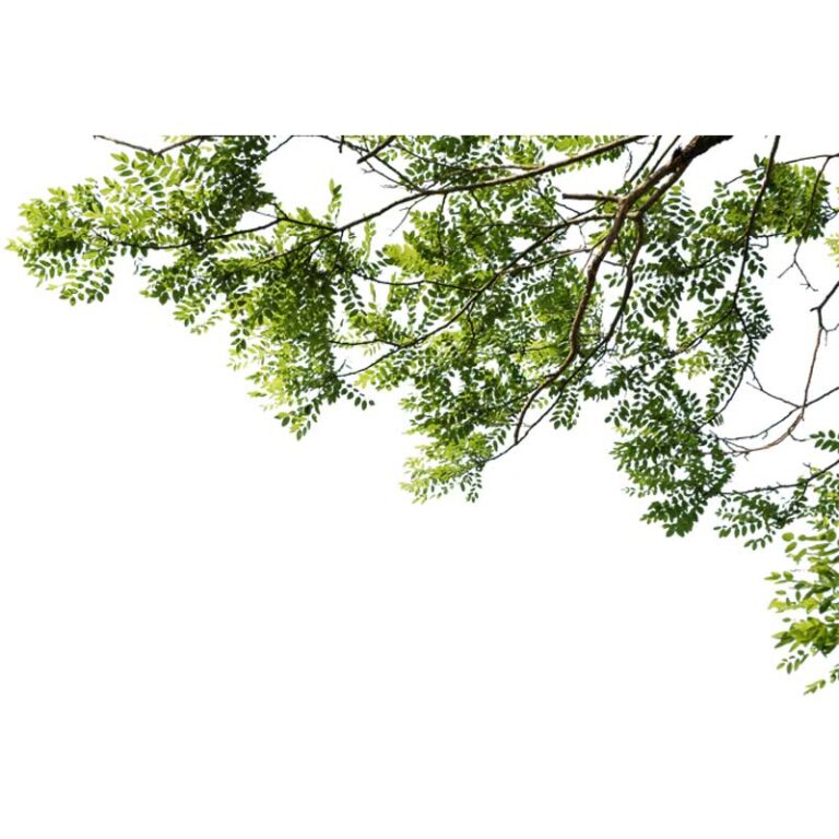 樹木片 – sozaiya.com