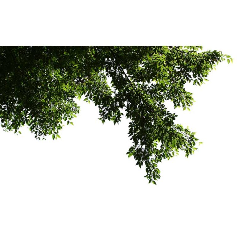 樹木片 – sozaiya.com