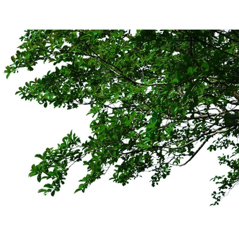 樹木片 – ページ 2 – sozaiya.com