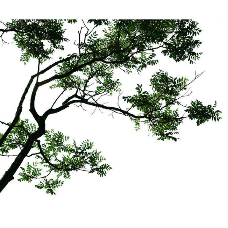 樹木片 – sozaiya.com