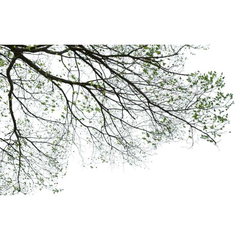 樹木片 – sozaiya.com