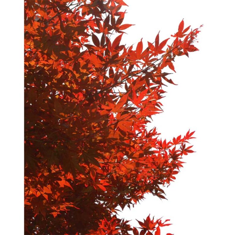 樹木片 – sozaiya.com