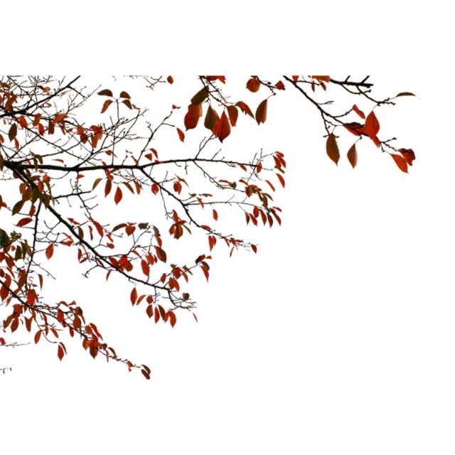 樹木片 – sozaiya.com