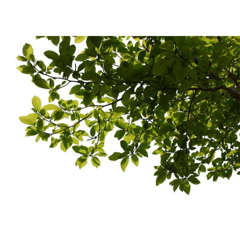 樹木片 – sozaiya.com