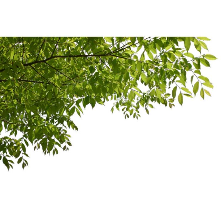 樹木片 – ページ 2 – sozaiya.com