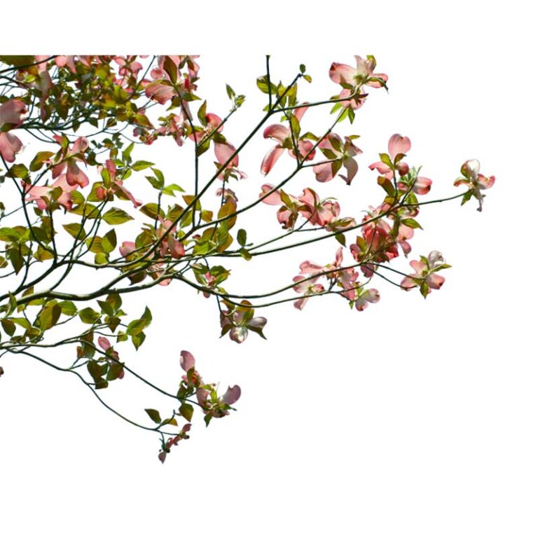 樹木片 – ページ 3 – sozaiya.com