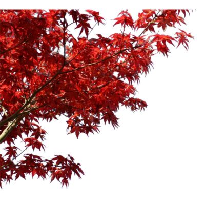 JZ_052 – sozaiya.com