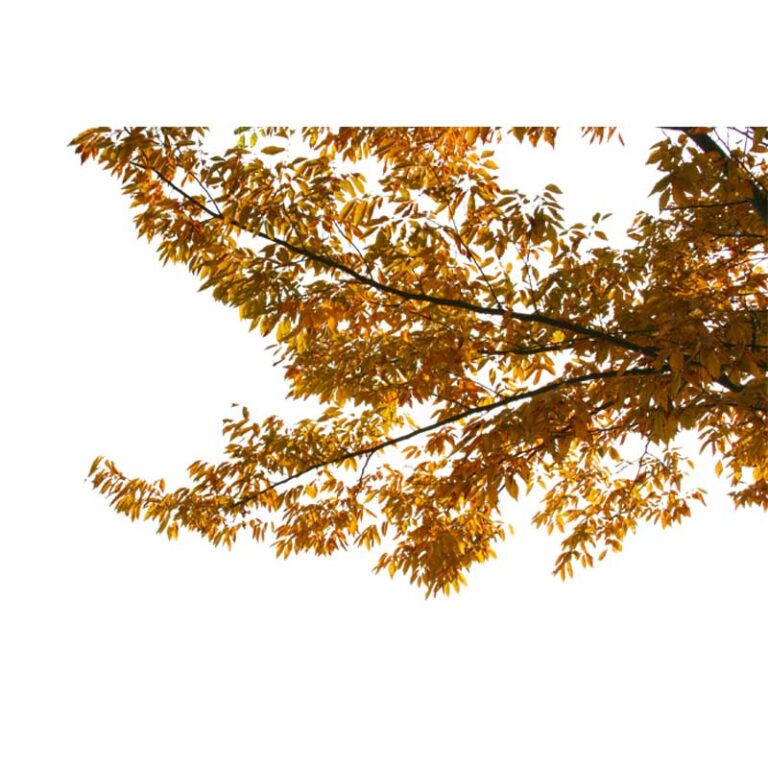 無料データ – ページ 3 – sozaiya.com