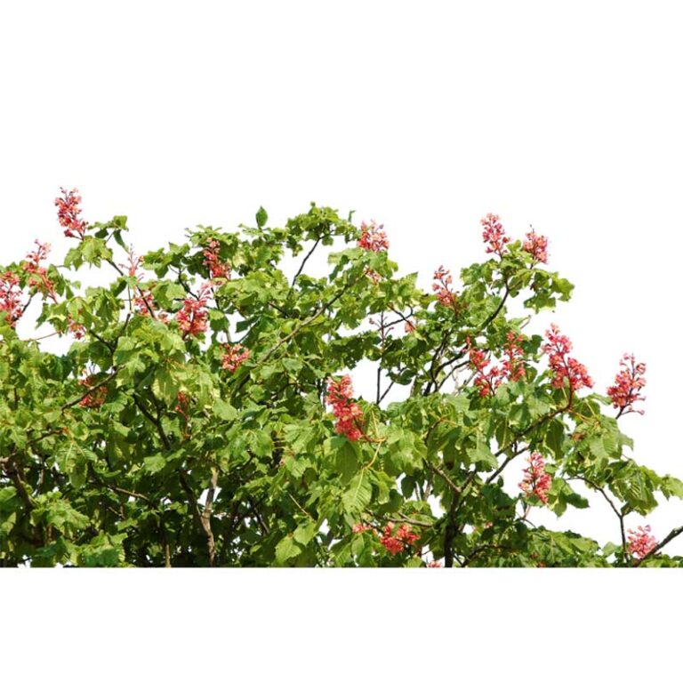 樹木片 – sozaiya.com