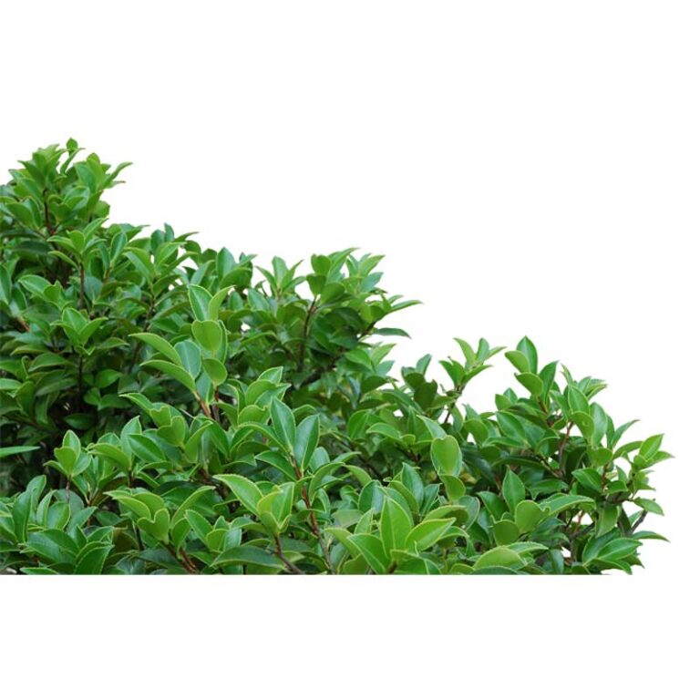 樹木片 – sozaiya.com