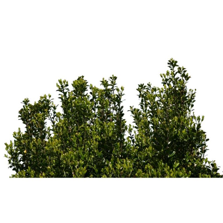 樹木片 – sozaiya.com