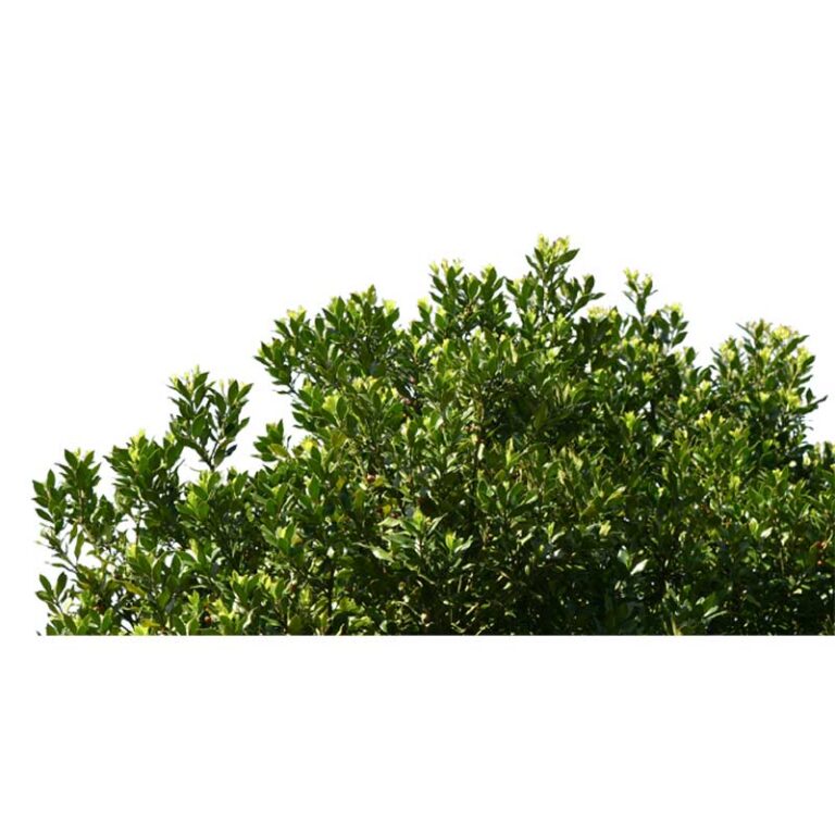 樹木片 – sozaiya.com