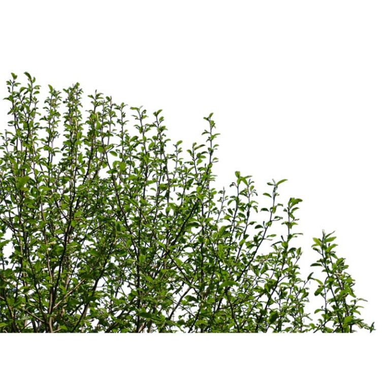 樹木片 – sozaiya.com