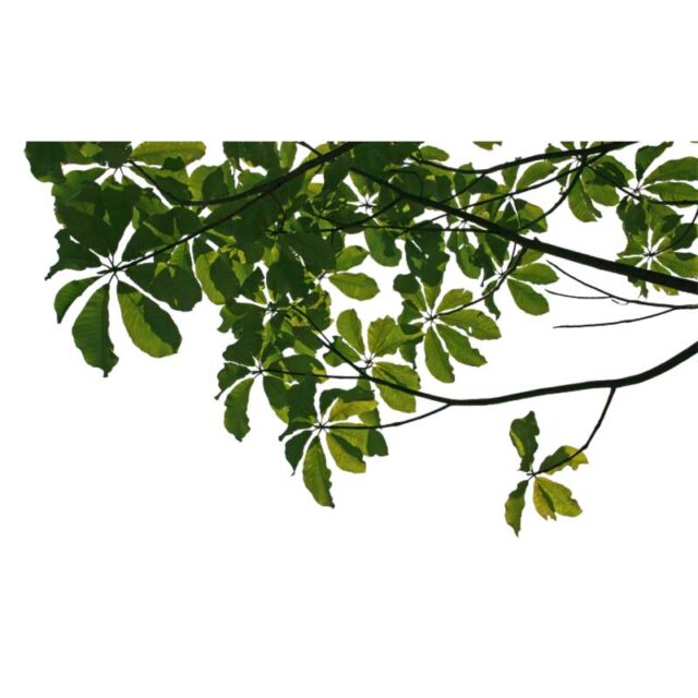 樹木片 – sozaiya.com