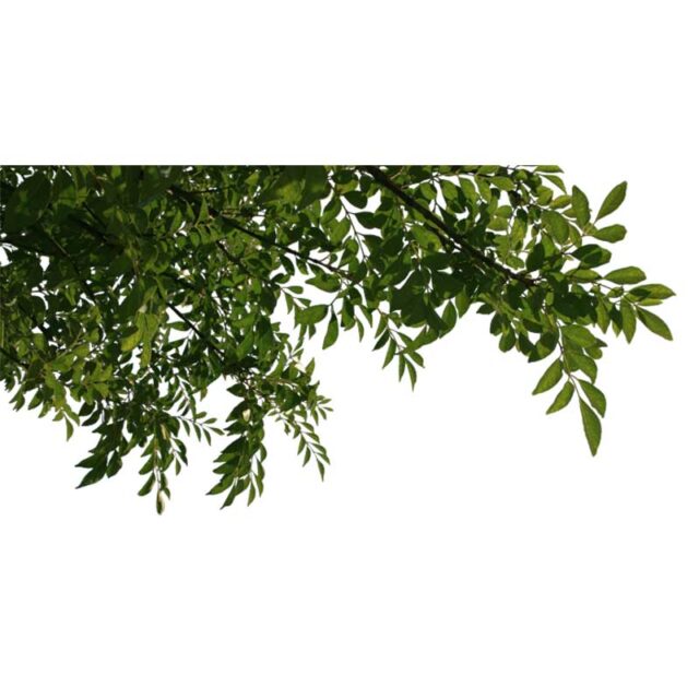 樹木片 – sozaiya.com