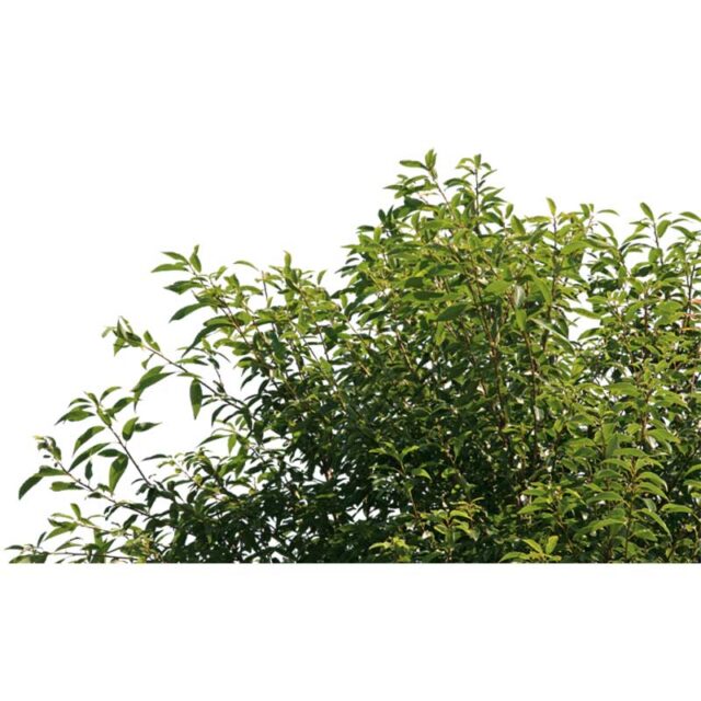 樹木片 – ページ 2 – sozaiya.com