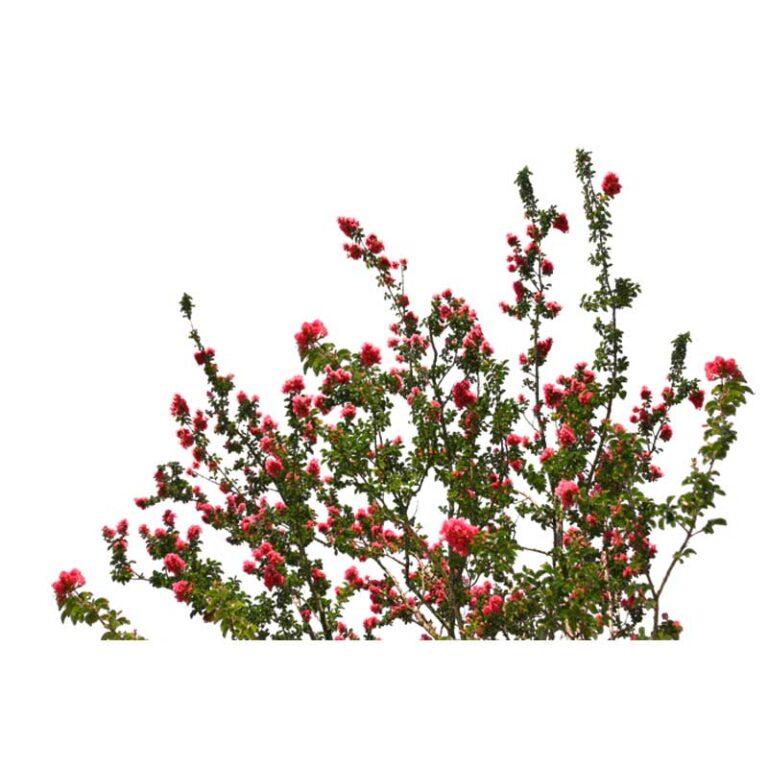 樹木片 – sozaiya.com