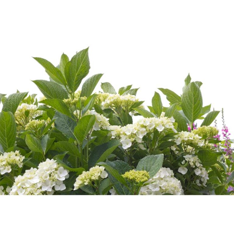 樹木片 – sozaiya.com