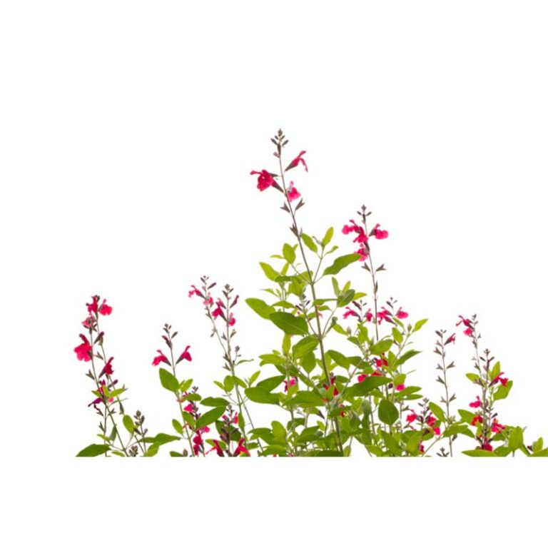 樹木片 – sozaiya.com