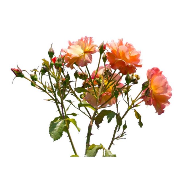 樹木片 – sozaiya.com