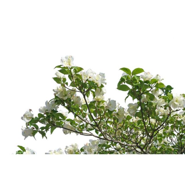 樹木片 – sozaiya.com