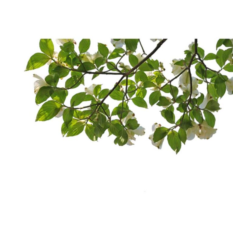 樹木片 – ページ 2 – sozaiya.com