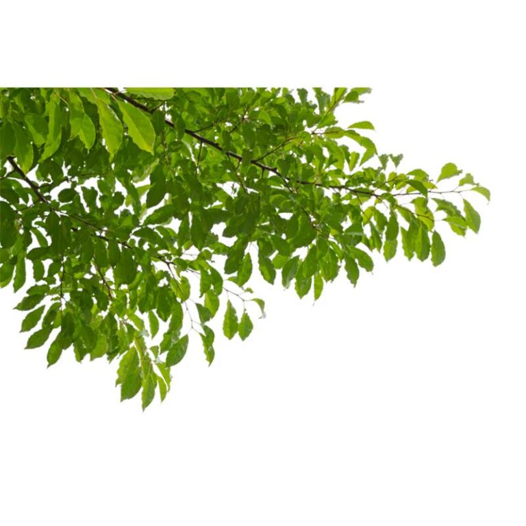 樹木片 – sozaiya.com