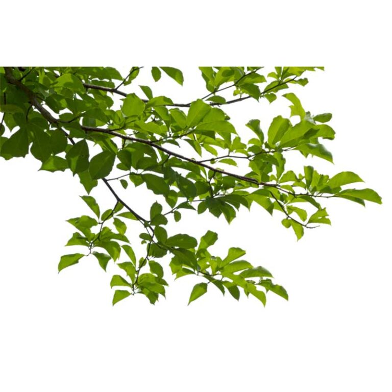 樹木片 – ページ 2 – sozaiya.com